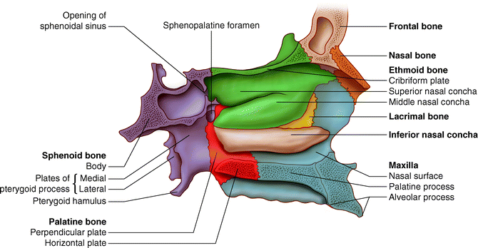 Anatomy of the Midface | SpringerLink