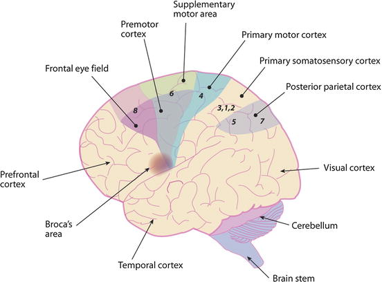 Cortical Motor Control | SpringerLink