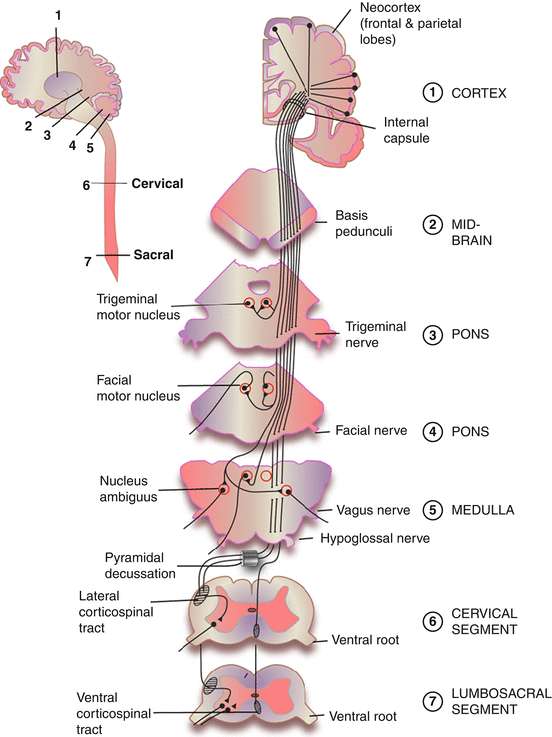 Cortical Motor Control | SpringerLink