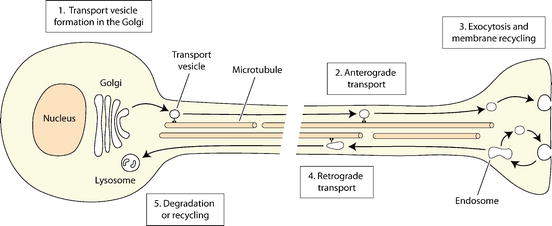 Axonal Transport | SpringerLink