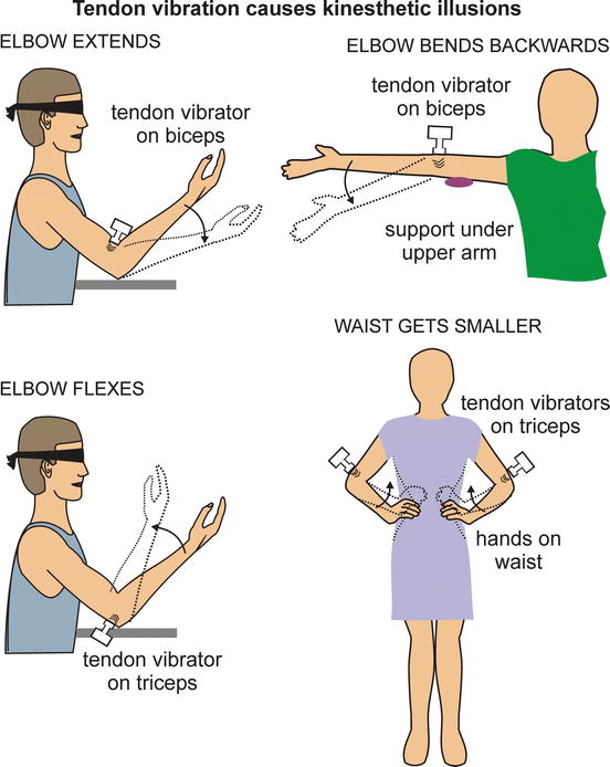 Kinesthetic Inputs | SpringerLink