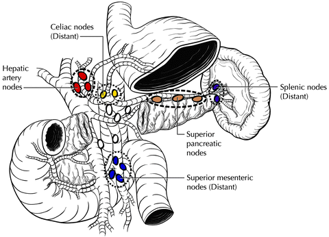 Ampulla of Vater | SpringerLink