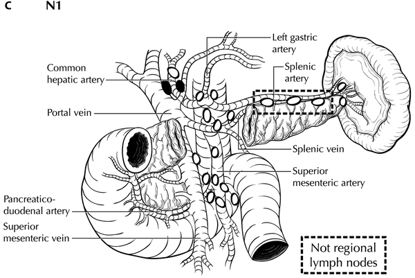 Ampulla of Vater | SpringerLink