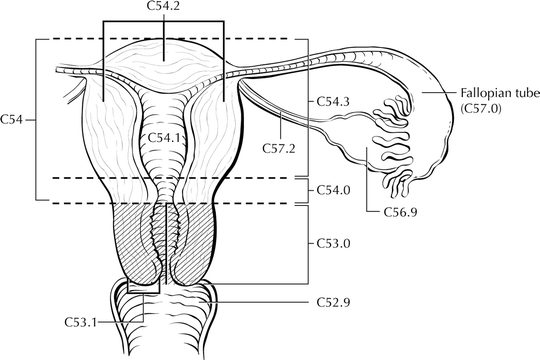Fallopian Tube | SpringerLink