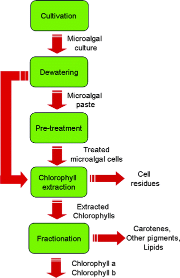 Bioprocess Development for Chlorophyll Extraction from Microalgae ...