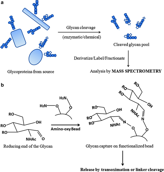 Glycomics: An Overview of the Complex Glycocode | SpringerLink