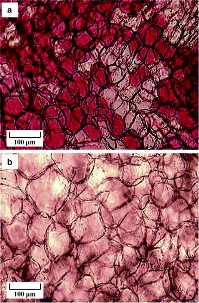 Extraction of Red Beet Pigments | SpringerLink