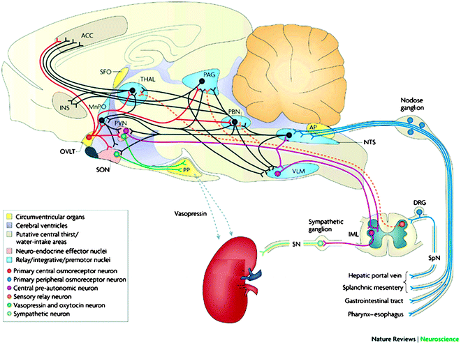 The Physiology of Water Homeostasis | SpringerLink