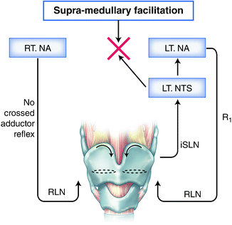 Development, Anatomy, and Physiology of the Larynx | SpringerLink