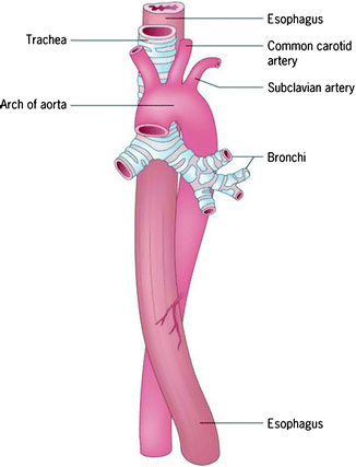 Development, Anatomy, and Physiology of the Esophagus | SpringerLink