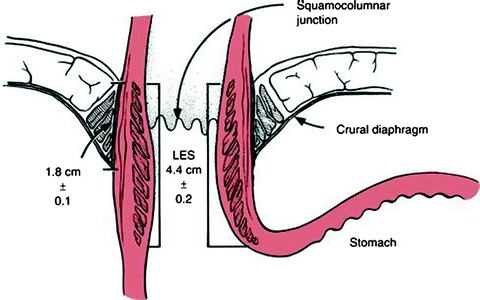 Development, Anatomy, and Physiology of the Esophagus | SpringerLink