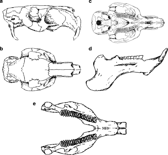 Taxonomy, Natural History and Distribution of the Capybara | SpringerLink