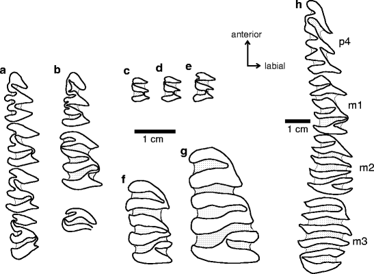 Paleontology, Evolution and Systematics of Capybara | SpringerLink