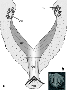 Morphology and Reproductive Physiology of Female Capybaras | SpringerLink