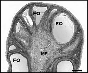 Morphology and Reproductive Physiology of Female Capybaras | SpringerLink