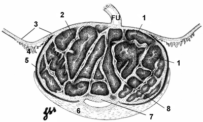 Morphology and Reproductive Physiology of Female Capybaras | SpringerLink