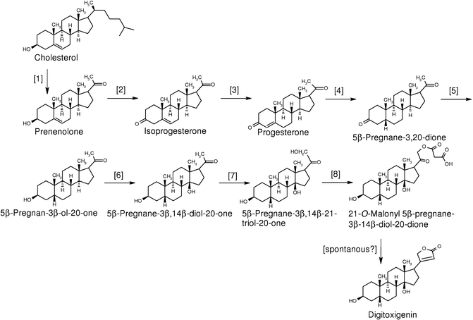 Cardenolide Aglycone Formation in Digitalis | SpringerLink