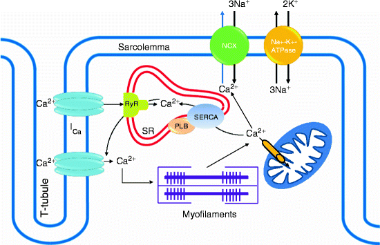 Calcium Handling in hiPSC-Derived Cardiomyocytes | SpringerLink