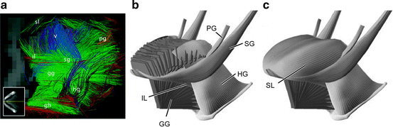 Tongue Structure and Function | SpringerLink