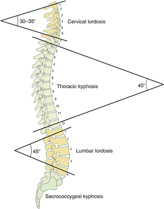 The Young Athlete’s Spinal Mechanics | SpringerLink