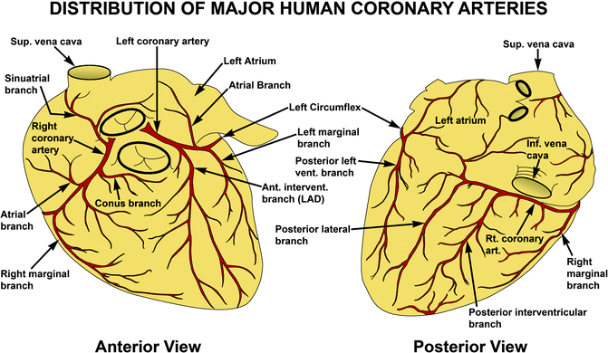 Structure–Function of the Coronary Hierarchy | SpringerLink