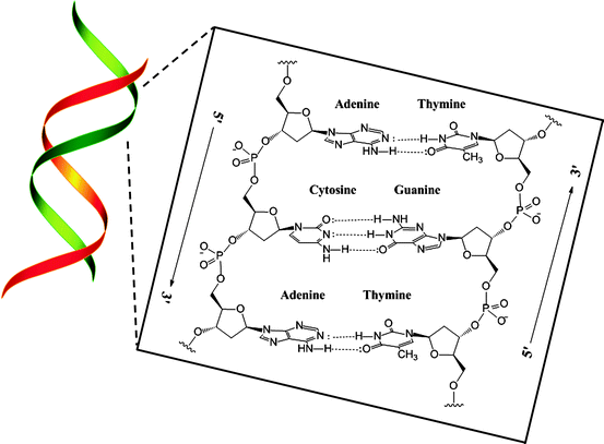 Overview: What Are Helicases? | SpringerLink