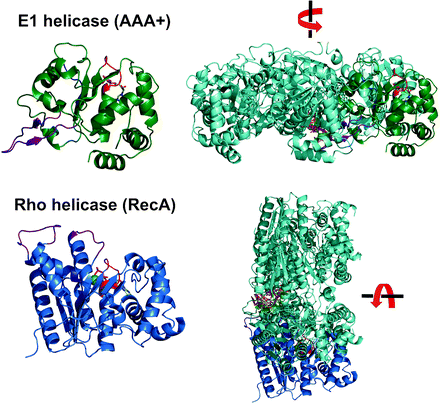 Structure and Mechanism of Hexameric Helicases | SpringerLink