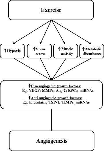 Biochemical Mechanisms of Exercise-Induced Angiogenesis | SpringerLink