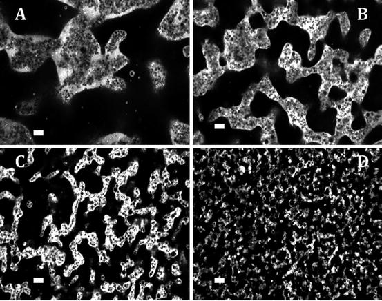 Ice Cream Structure | SpringerLink