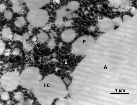 Ice Cream Structure | SpringerLink