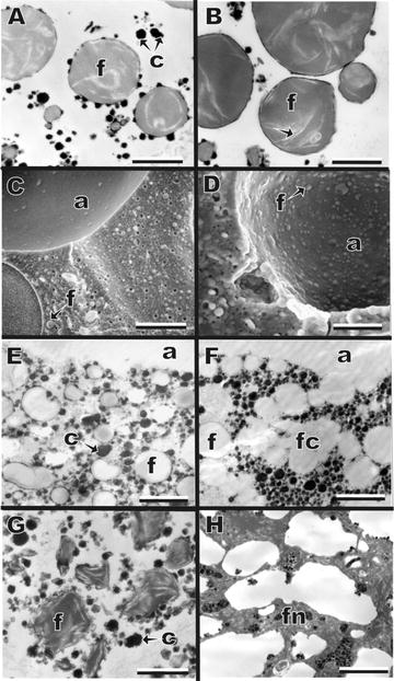 Ice Cream Structure | SpringerLink