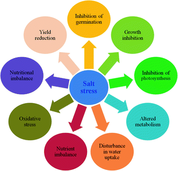 Enhancing Plant Productivity Under Salt Stress: Relevance of Poly-omics ...