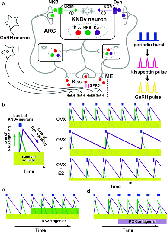 Kisspeptin and GnRH Pulse Generation | SpringerLink