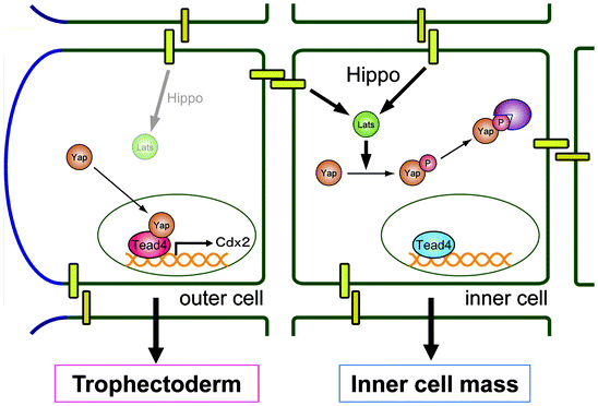 Roles of Hippo Signaling During Mouse Embryogenesis | SpringerLink