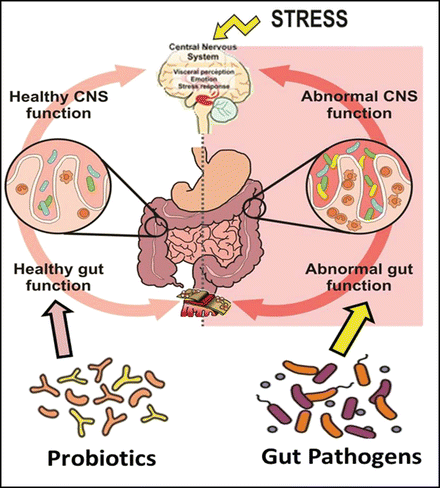 Microbiome–Gut–Brain Axis | SpringerLink