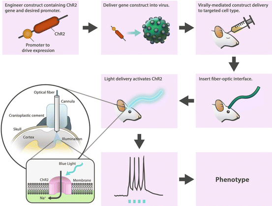 Optogenetics | SpringerLink
