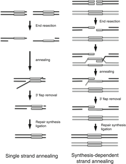 Single-Strand Annealing | SpringerLink