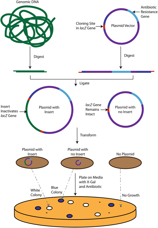 Characteristics of Enzymes and Cloning Vectors Used to Create Recombinant DNA | SpringerLink