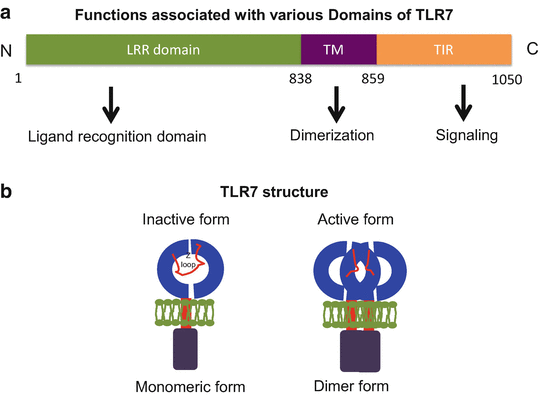 TLR7 | SpringerLink