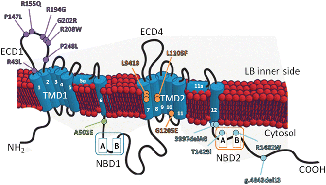 ABCA3 | SpringerLink