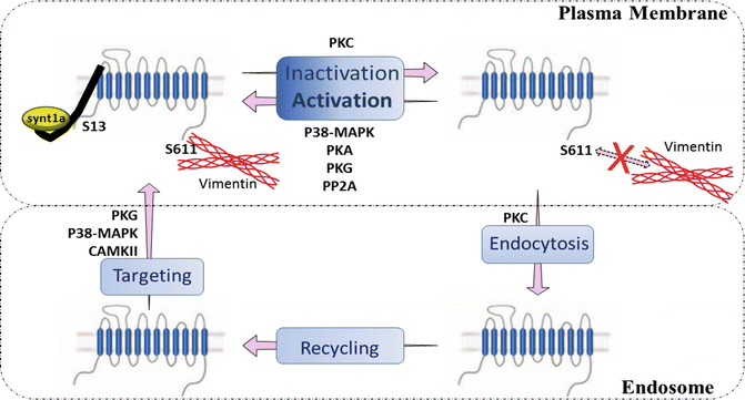 5-HTT | SpringerLink