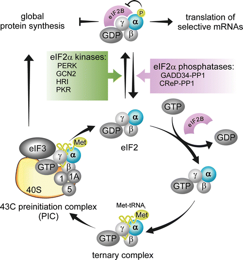 EIF2S1 | SpringerLink