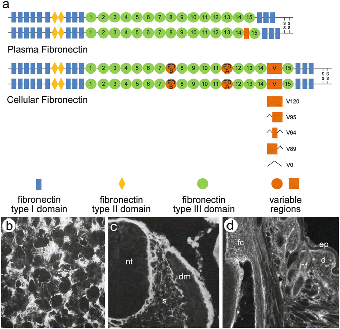 Fibronectin | SpringerLink