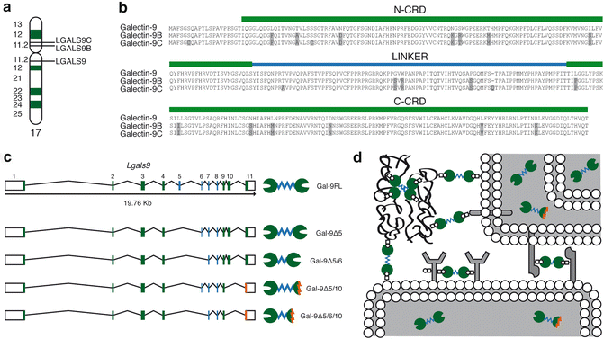 Galectin 9 Springerlink
