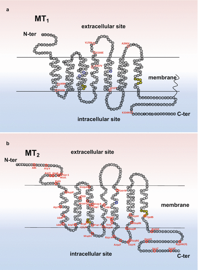 Melatonin Receptor MT1 and MT2 | SpringerLink
