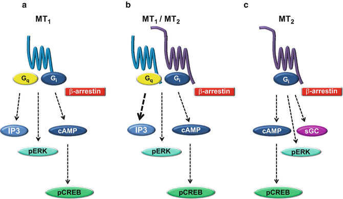 Melatonin Receptor MT1 and MT2 | SpringerLink