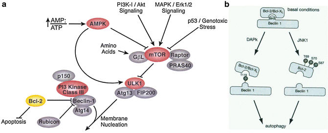 DAPK1 | SpringerLink