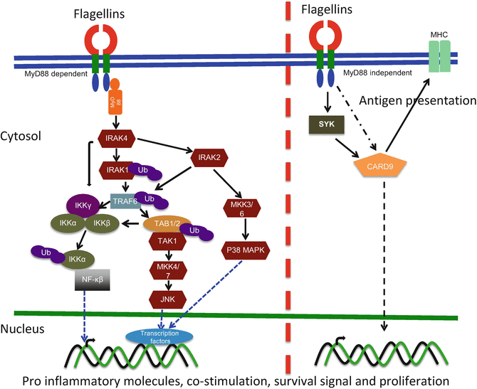TLR5 (Toll-like Receptor 5) | SpringerLink