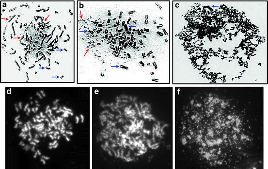 Differentiating Chromosome Fragmentation and Premature Chromosome ...