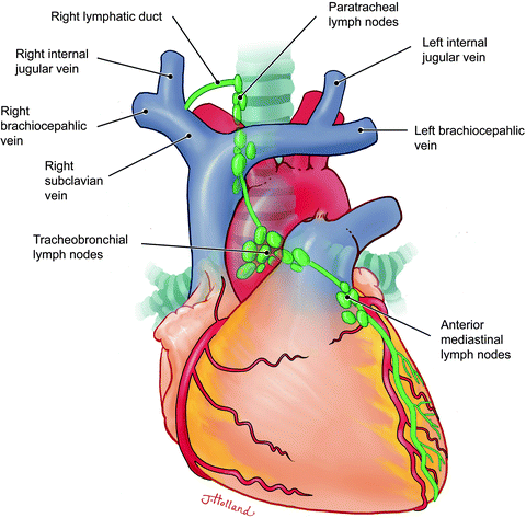 A General Outline of the Cardiac Lymphatic System | SpringerLink